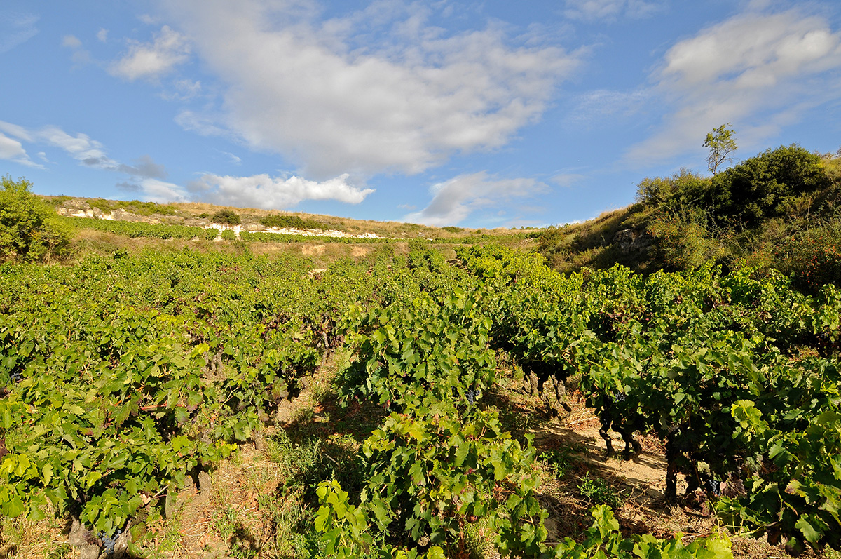 Everest Wines & Spirits